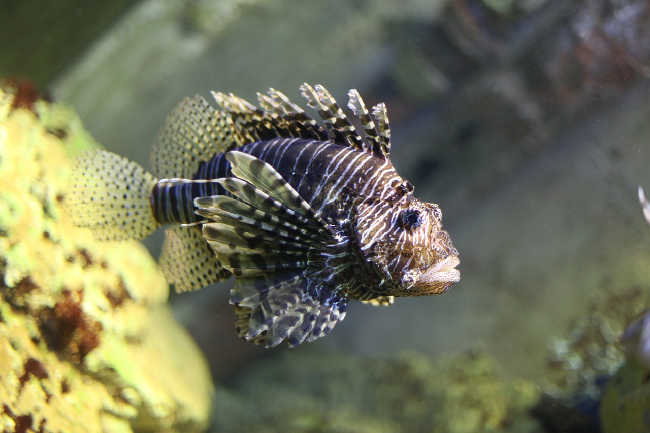 Faits sur les poissons scorpions